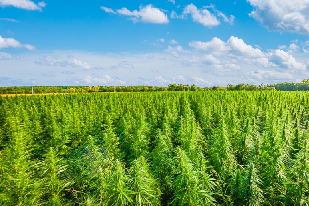 The Benefits and Risks of Hemp